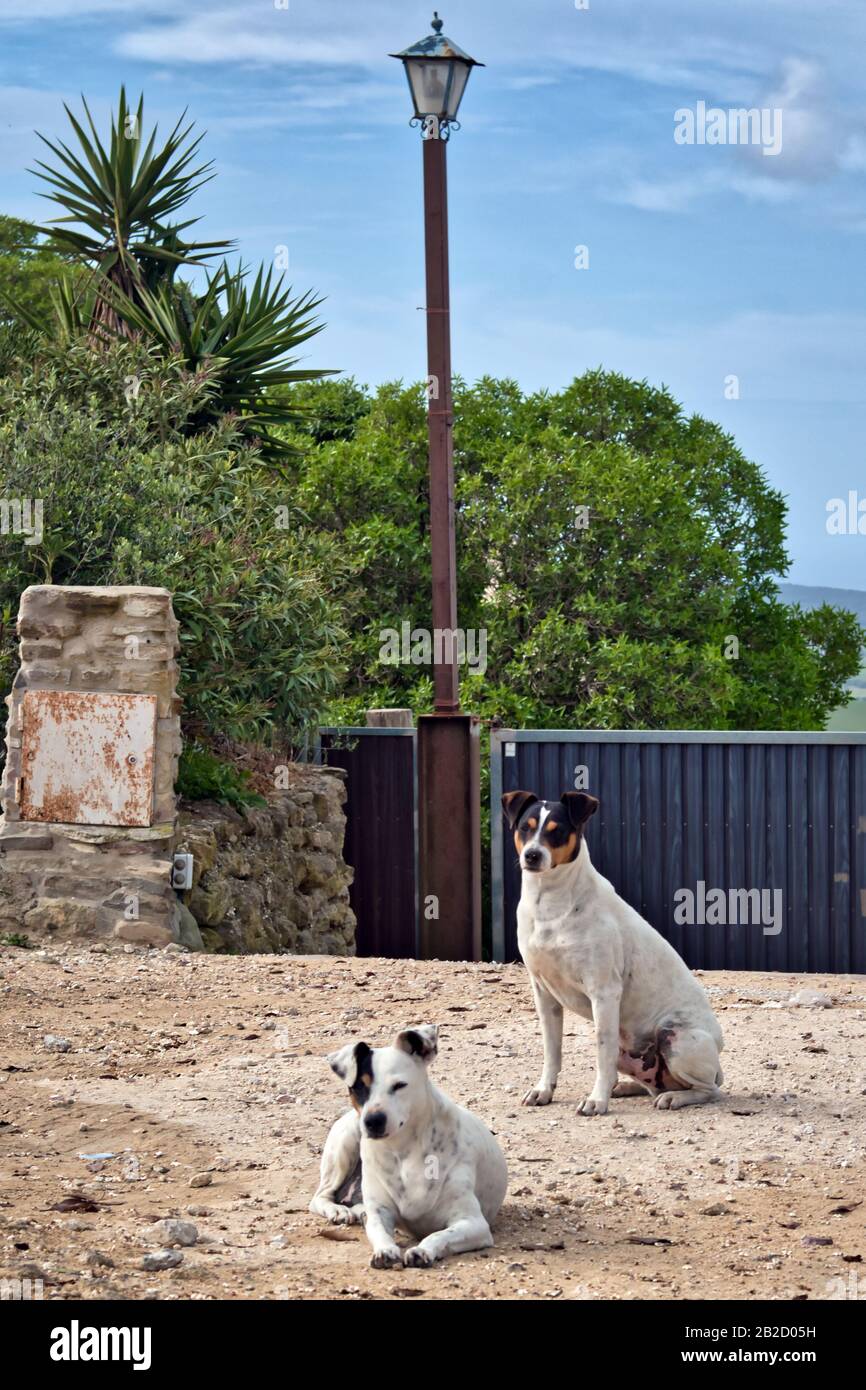 Portrait of two adorable stray dogs Stock Photo - Alamy