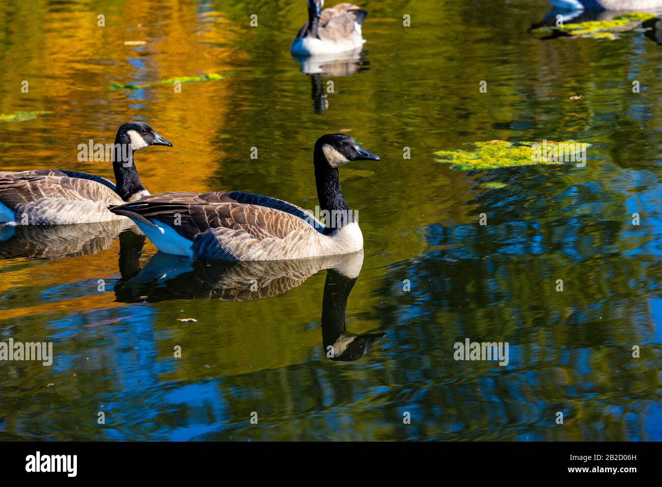 Canada goose in water hi-res stock photography and images - Alamy