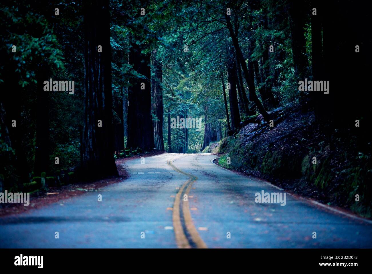 Big Basin Redwoods State Park Coast High Resolution Stock Photography ...