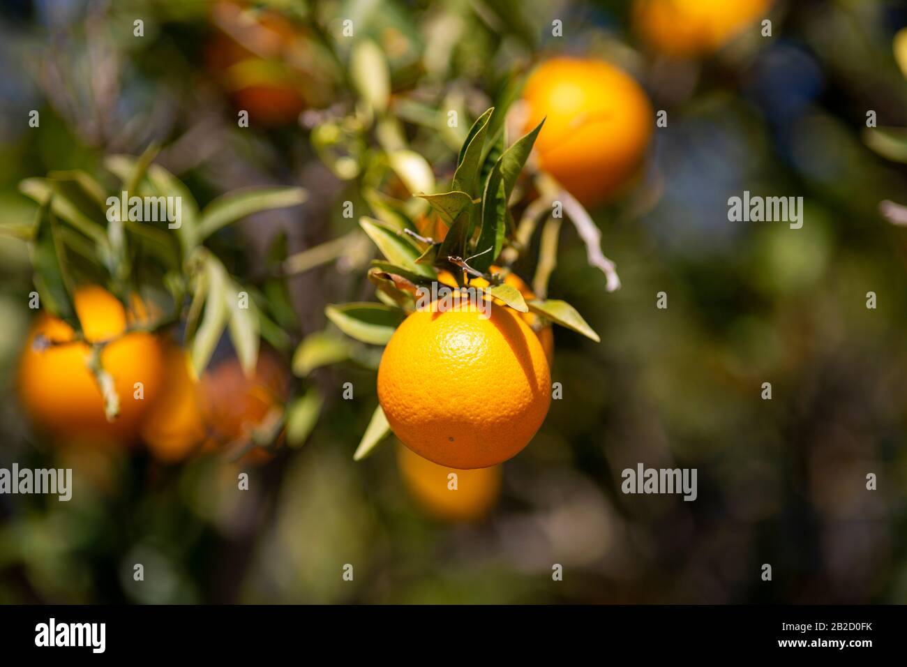 Orange tree trees hi-res stock photography and images - Alamy