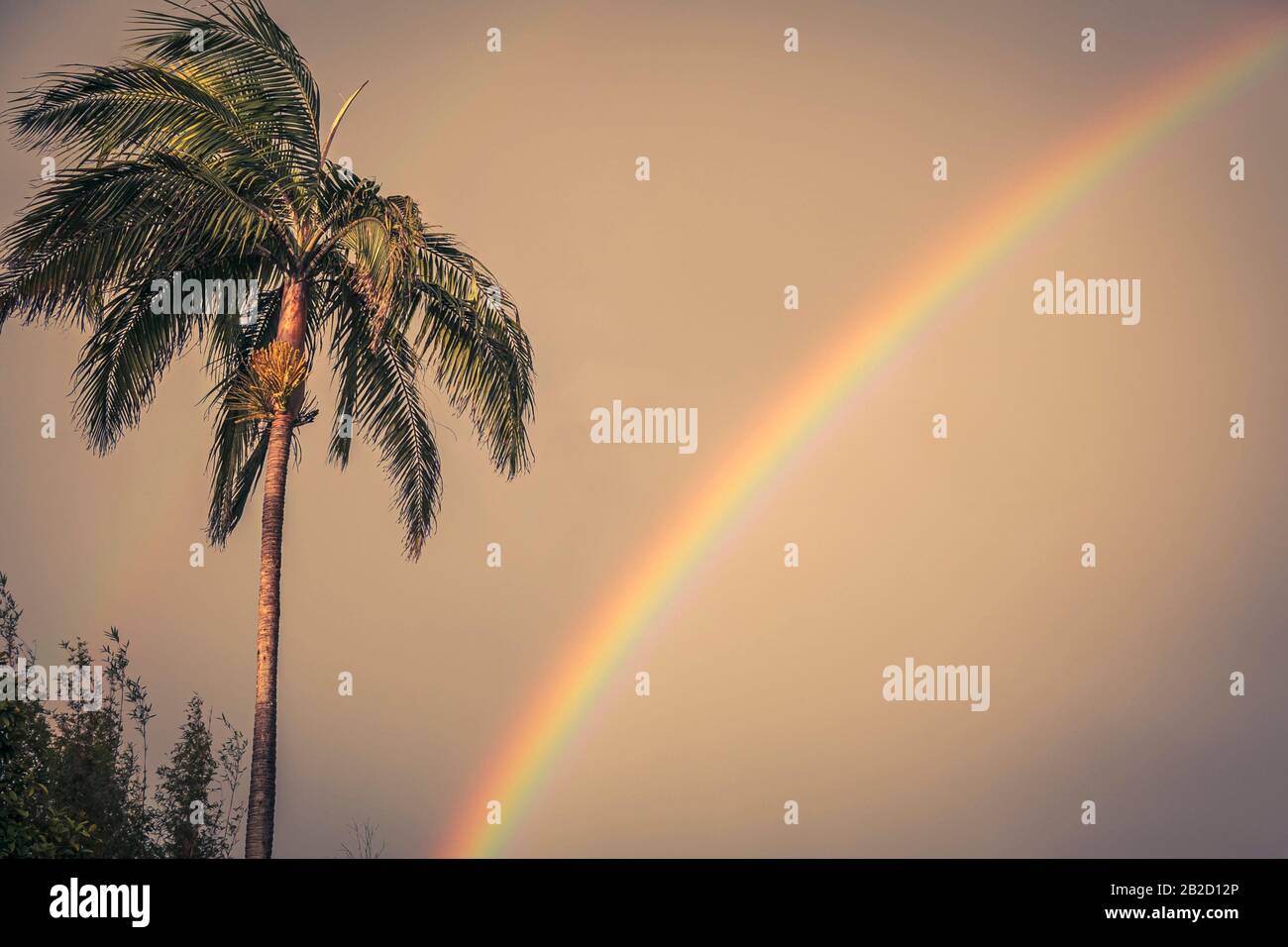 Rainbow on tree hi-res stock photography and images - Alamy