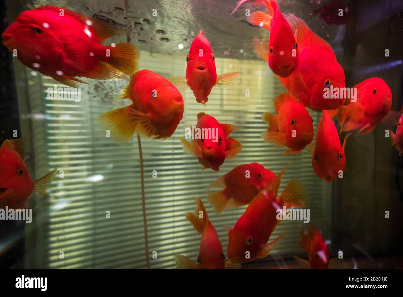 Bright asian fish at aquarium photo close-up Stock Photo - Alamy