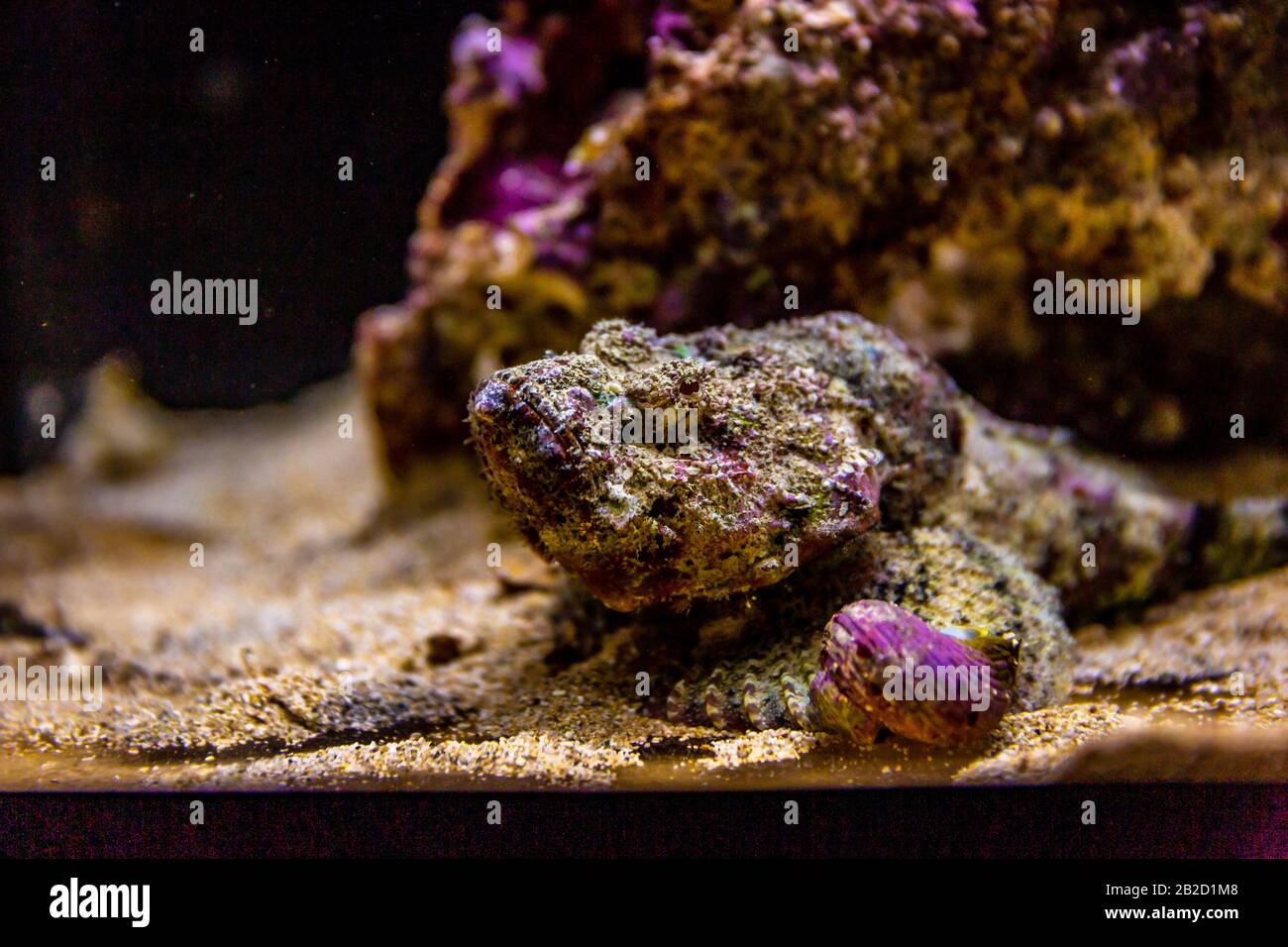 Devil Scorpionfish, or the false stonefish, is almost indistinguishable ...