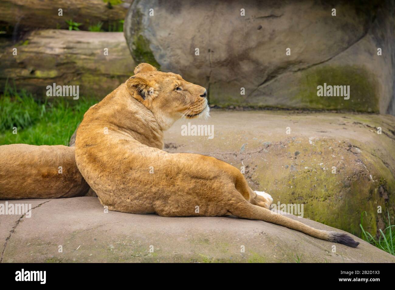 Lion lying on rock hi-res stock photography and images - Alamy