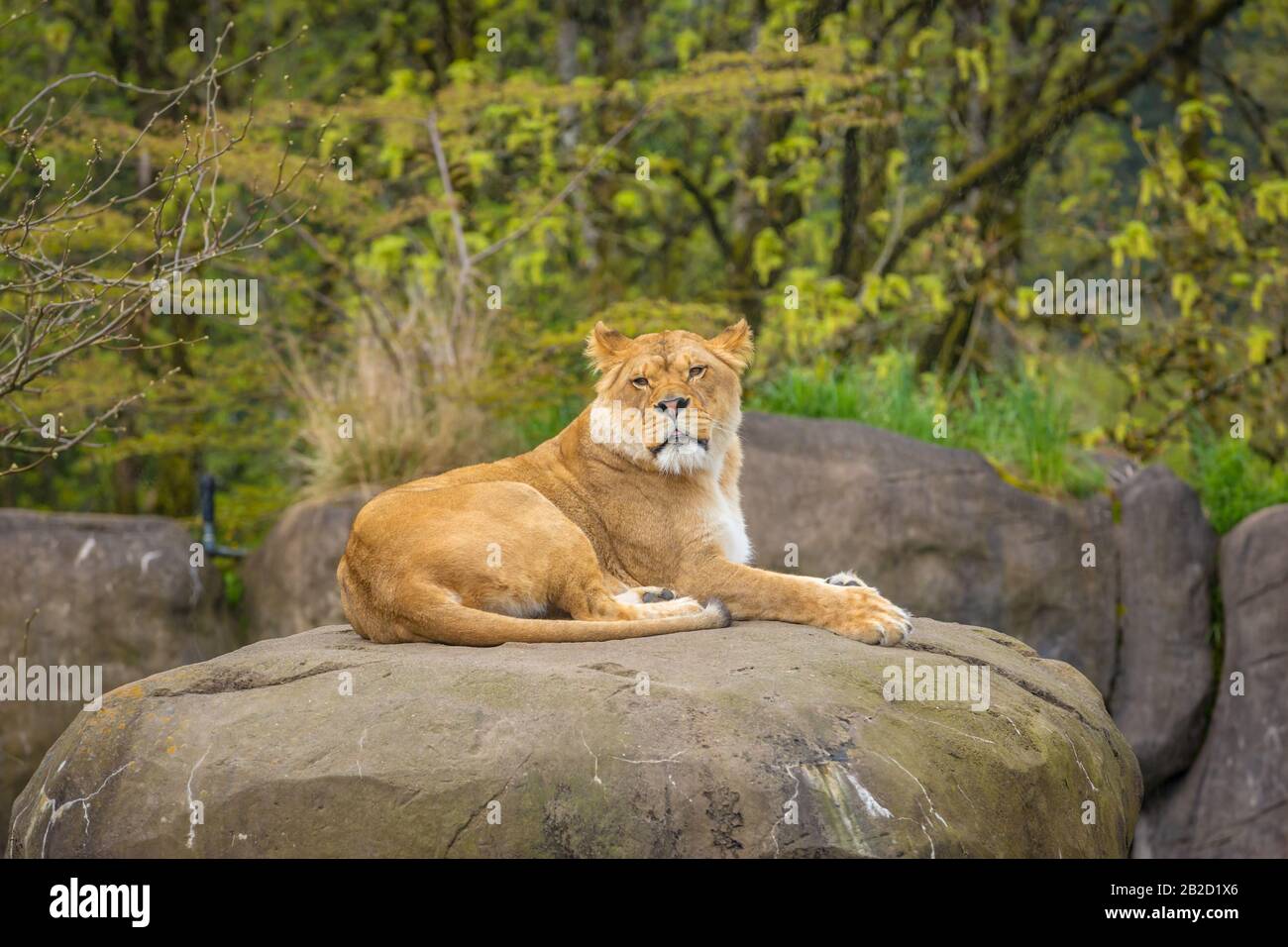 Female lion lying on rock, resting Stock Photo - Alamy