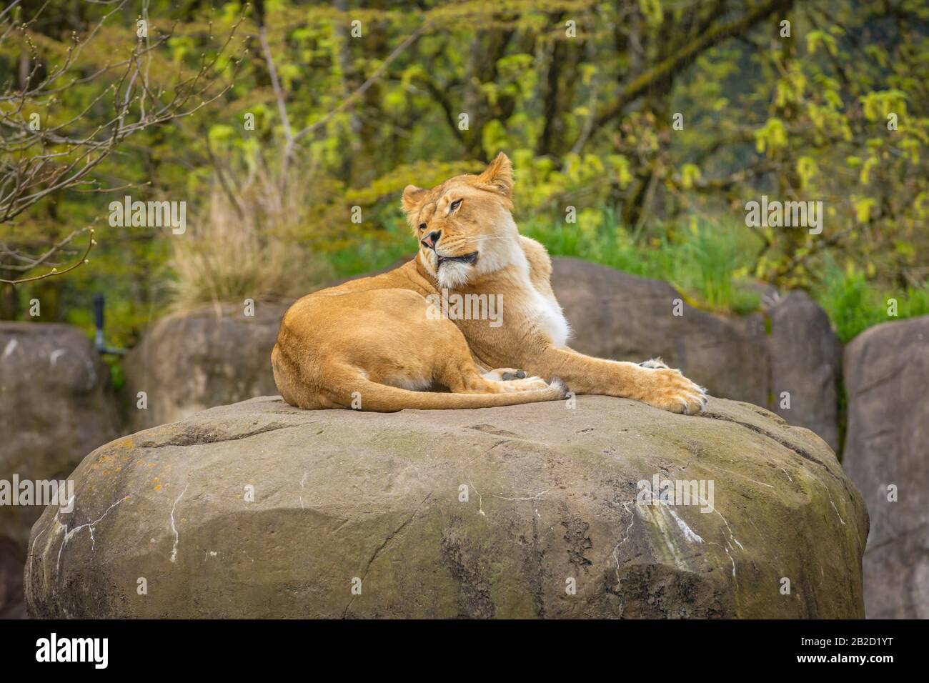 Female lion lying on rock, resting Stock Photo - Alamy