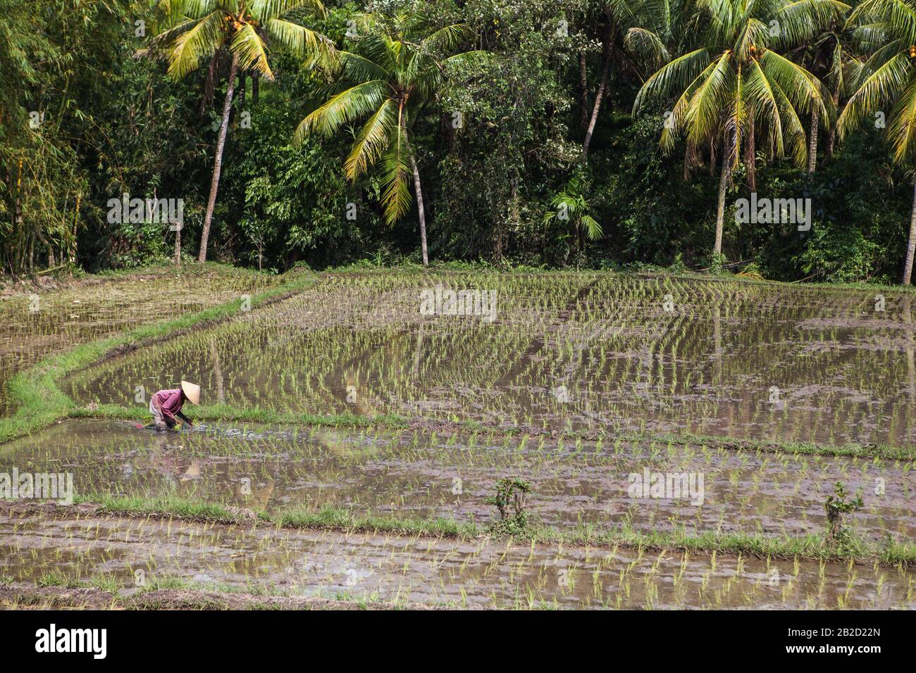 Traditional Balinese Rice Fields and Seasonal Harvest Stock Photo - Alamy