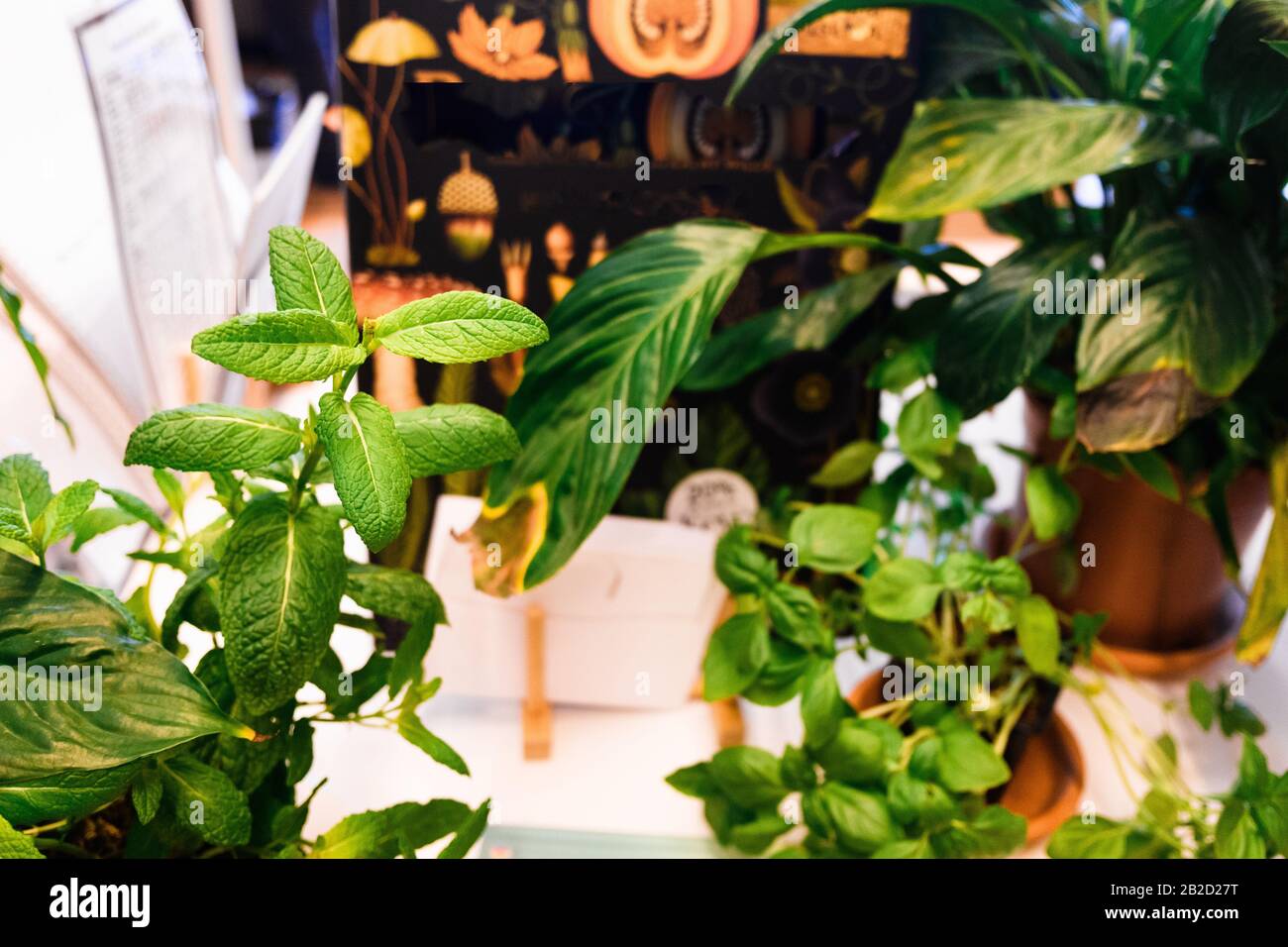 Closeup focused detail of peppermint leaves on an office desk ...