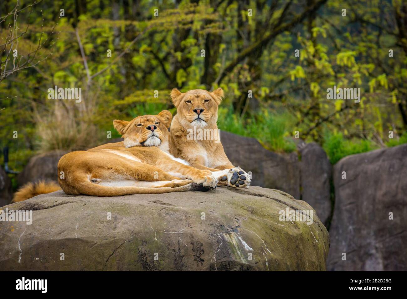 Female lion lies on rock, resting Stock Photo - Alamy