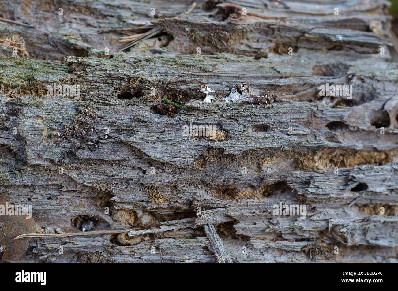 Old rotten pine wood. The texture of the old decaying tree. View from ...