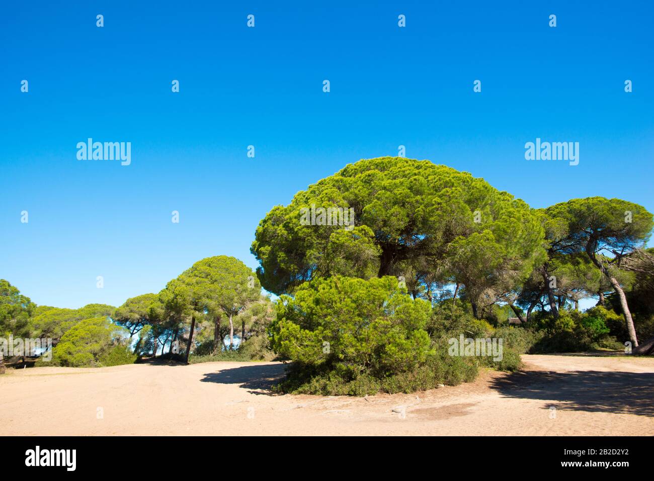 Dune in donana national park hi-res stock photography and images - Alamy