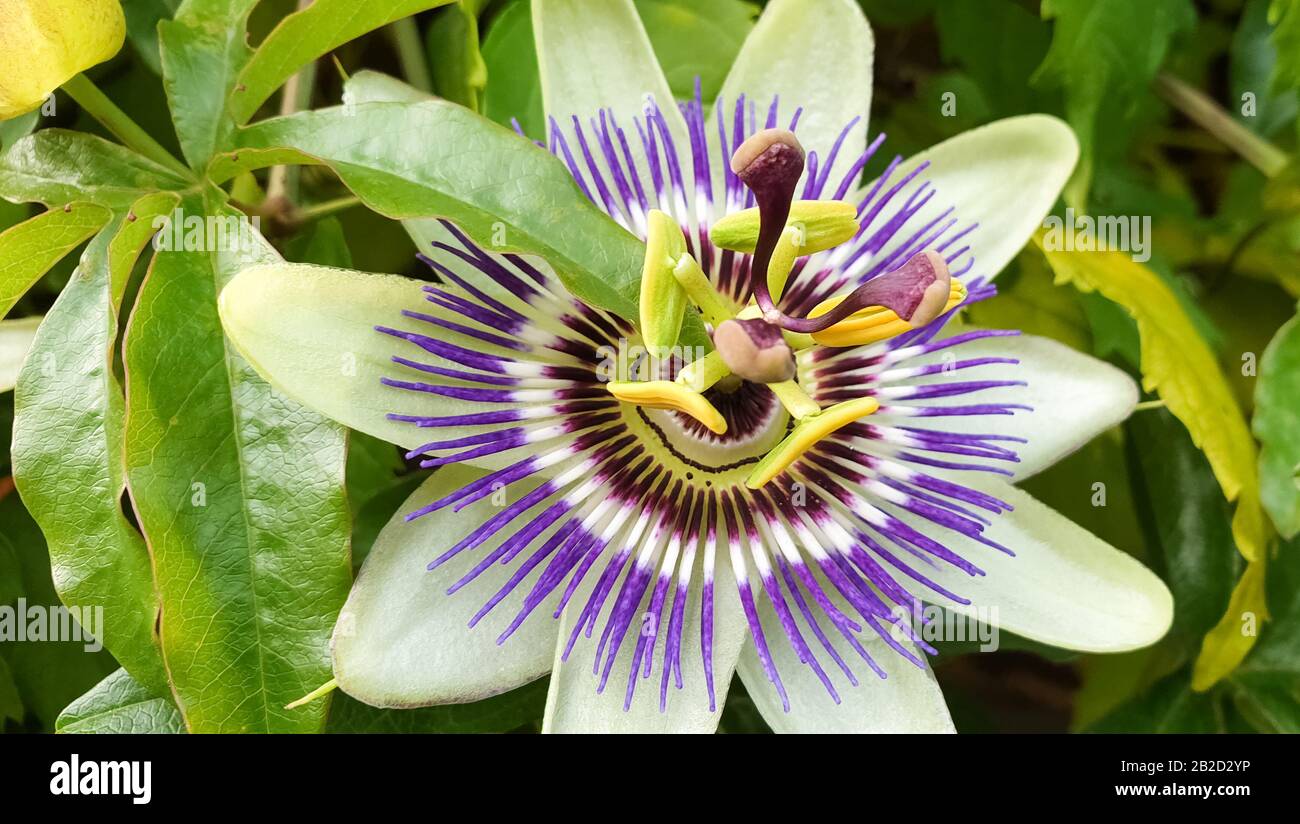Beautiful detailed image of Passiflora incarnata or purple ...