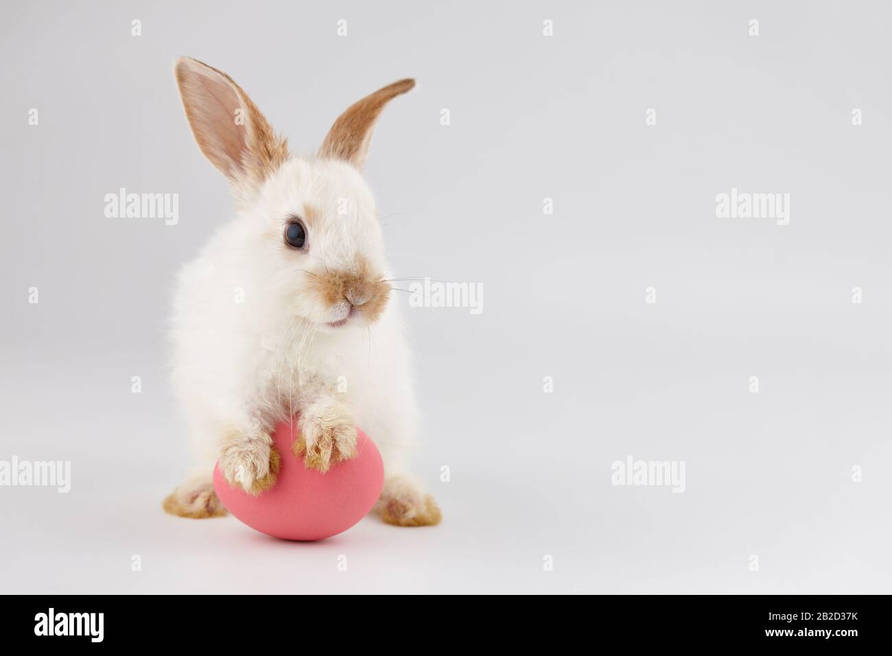 Pink easter bunny hi-res stock photography and images - Alamy