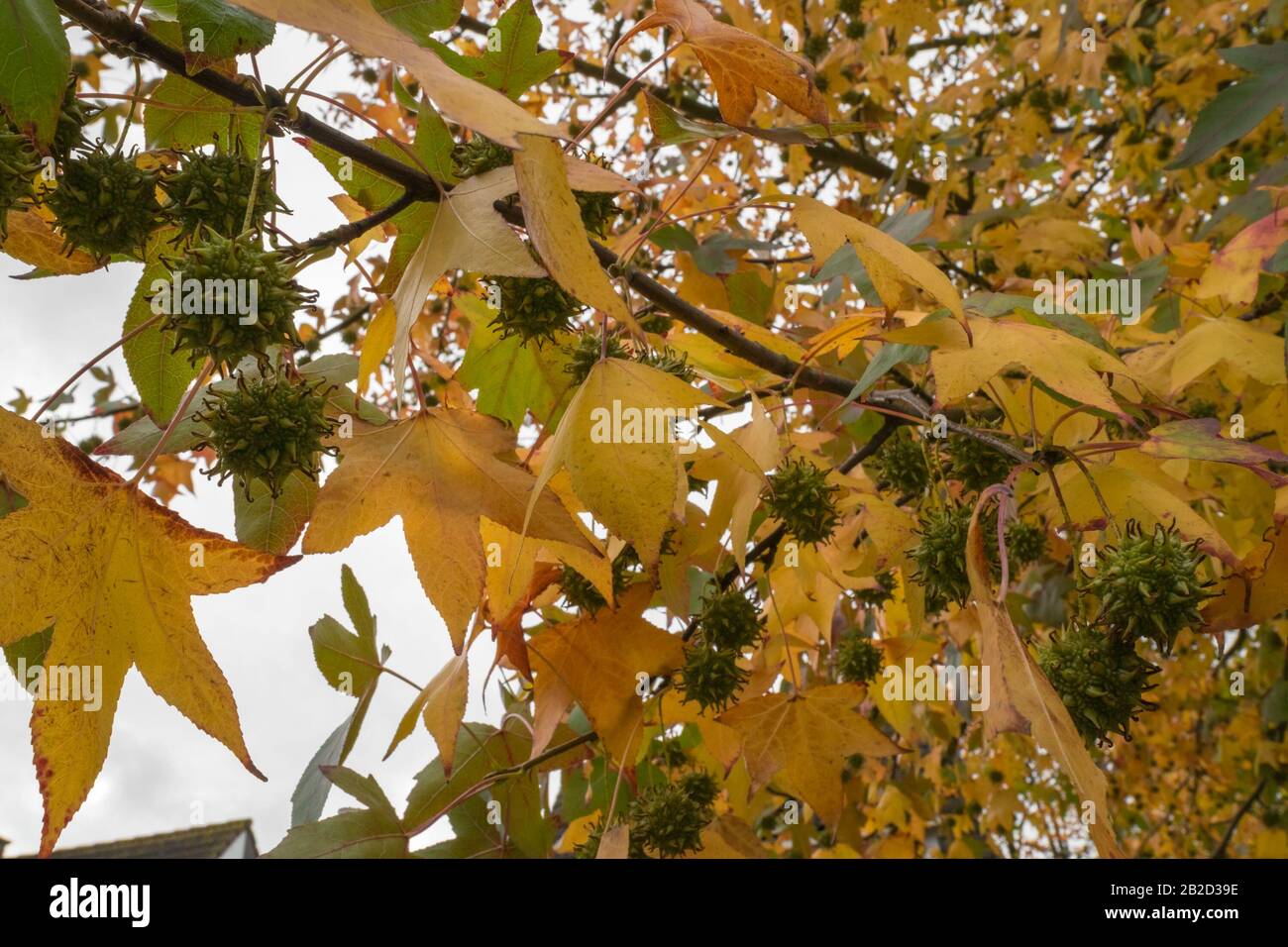 Plane tree seeds hi-res stock photography and images - Alamy
