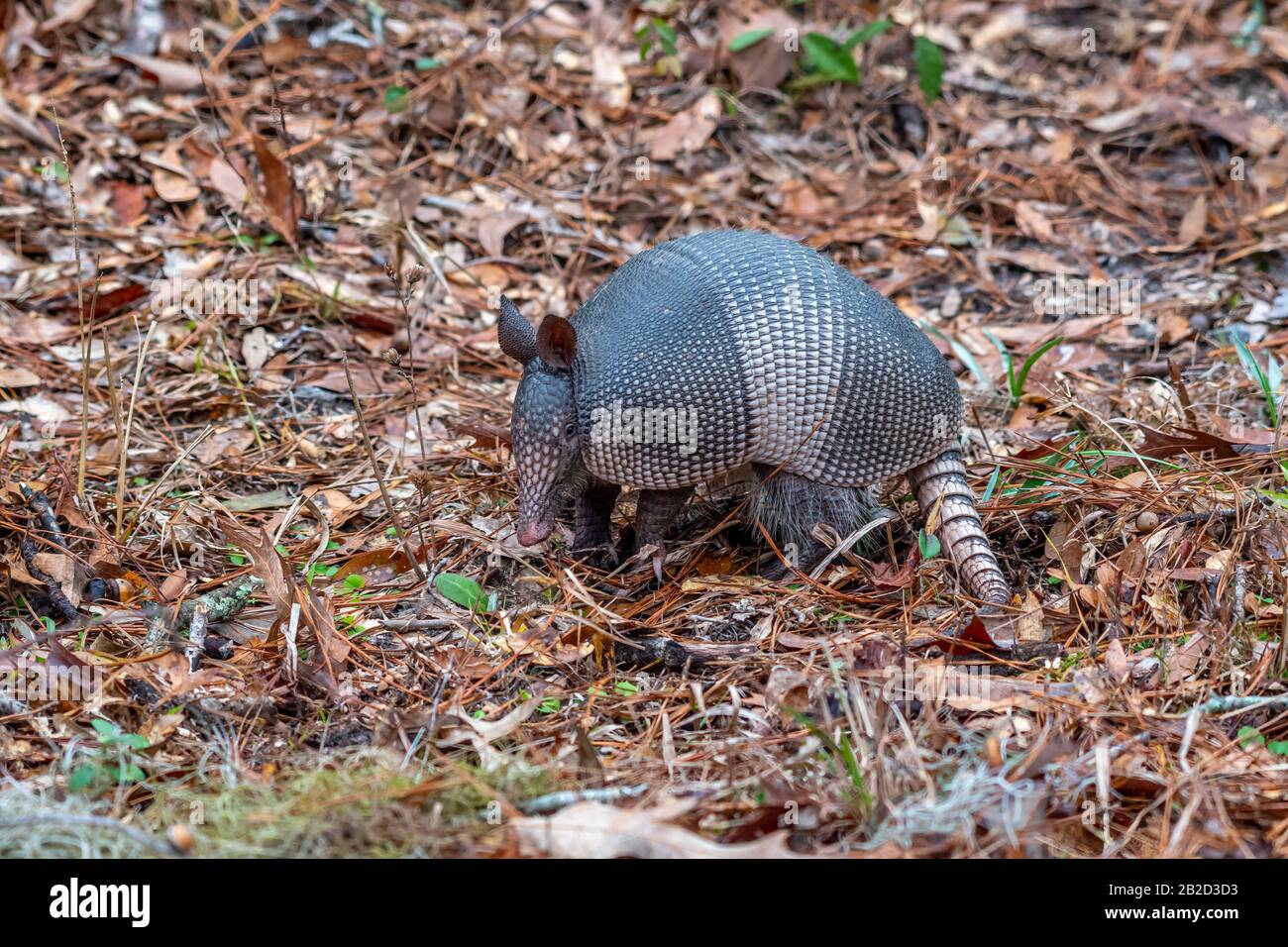 A Nine Banded Armadillo Dasypus Novemcinctus In The Harris Neck