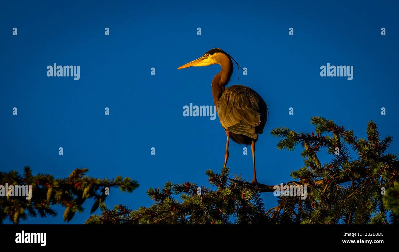 Great Blue Heron perching at tree top Stock Photo - Alamy