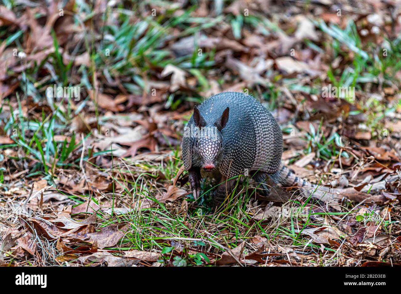 Nine banded armadillo hi-res stock photography and images - Alamy
