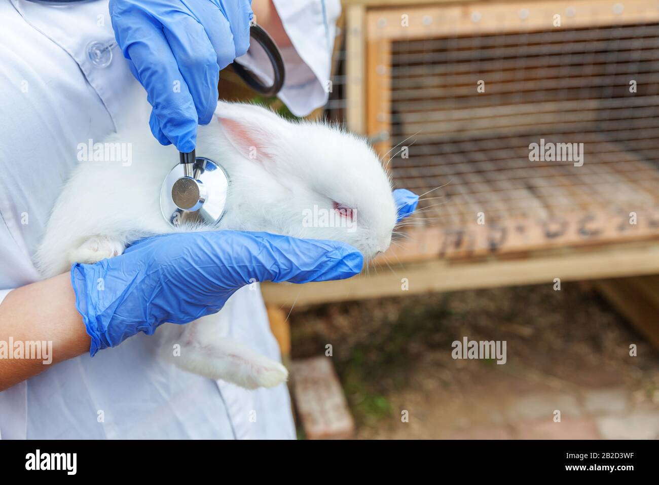 Veterinarian woman with stethoscope holding and examining rabbit on ...