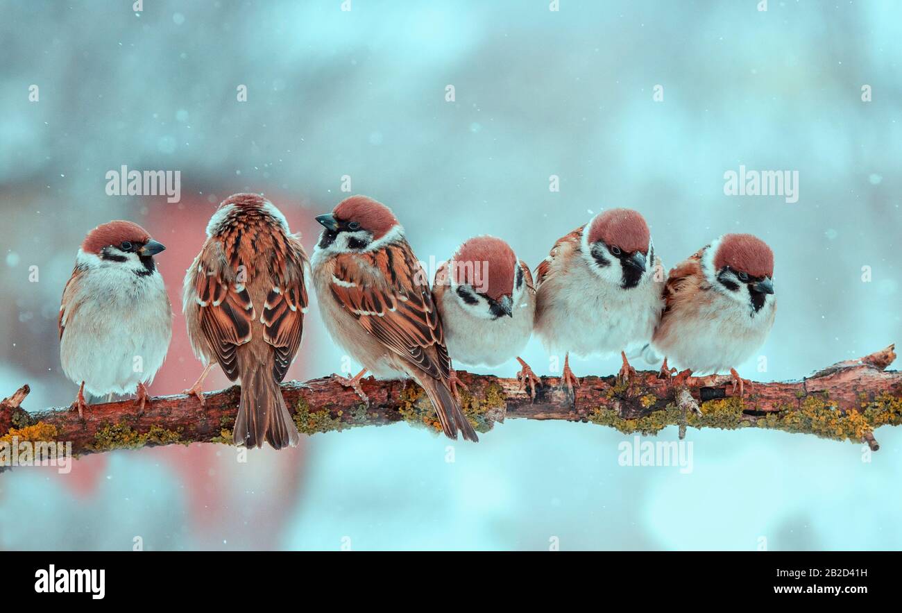 many funny little birds sparrows are sitting nearby on a tree branch in ...