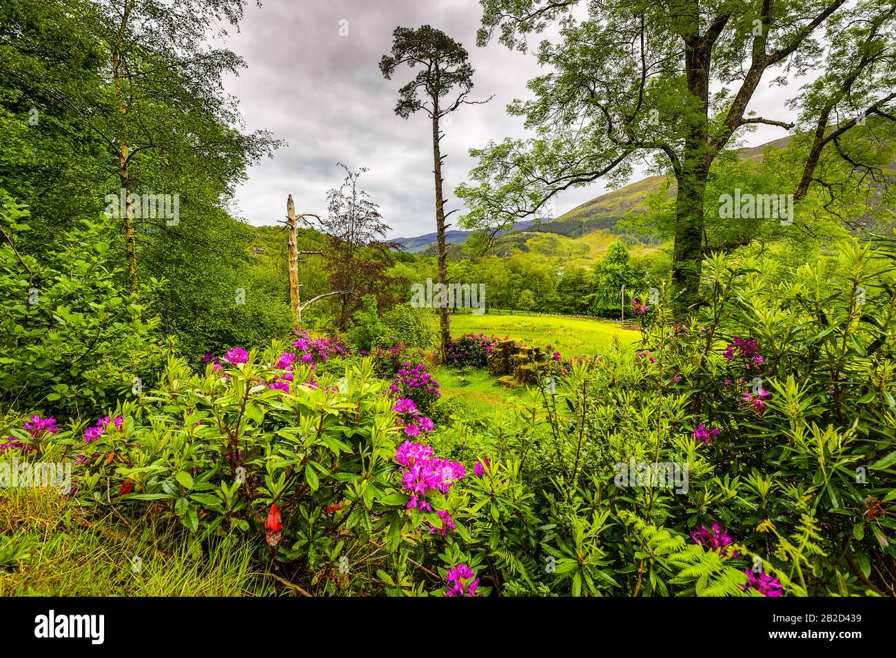 Traditional Scottish Mountains Flowers and bushes close-up Stock Photo ...