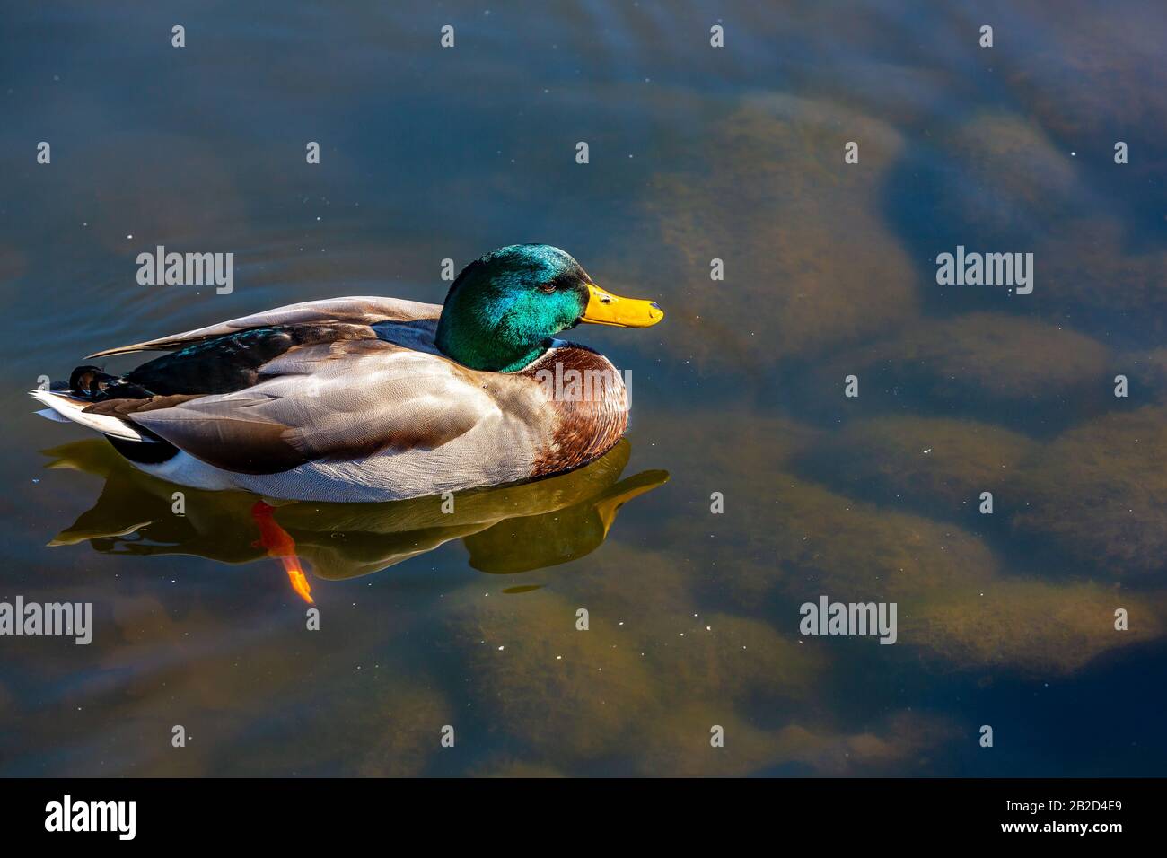 Male mallard duck swims hi-res stock photography and images - Alamy