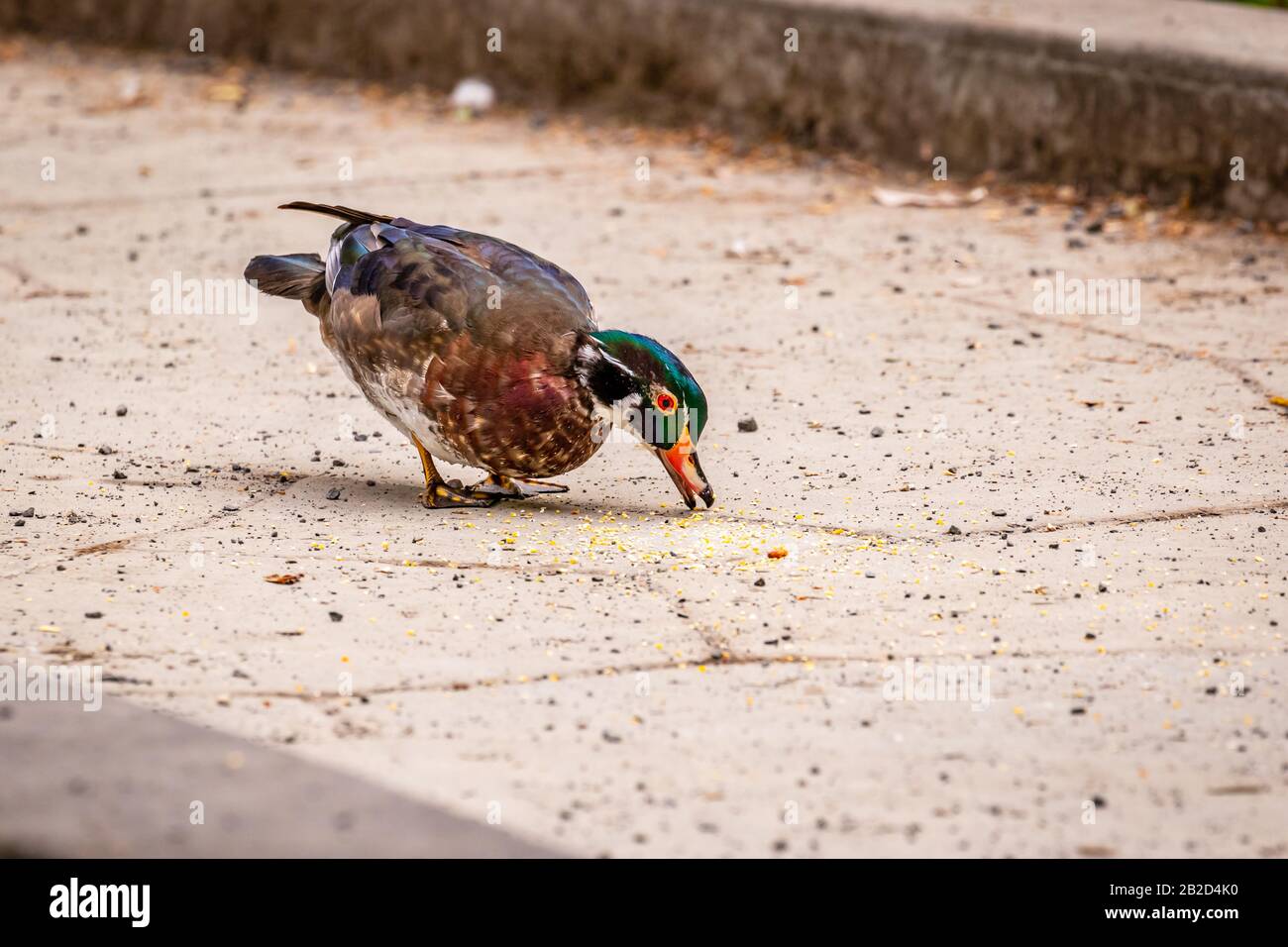 Male wood duck walks hi-res stock photography and images - Alamy