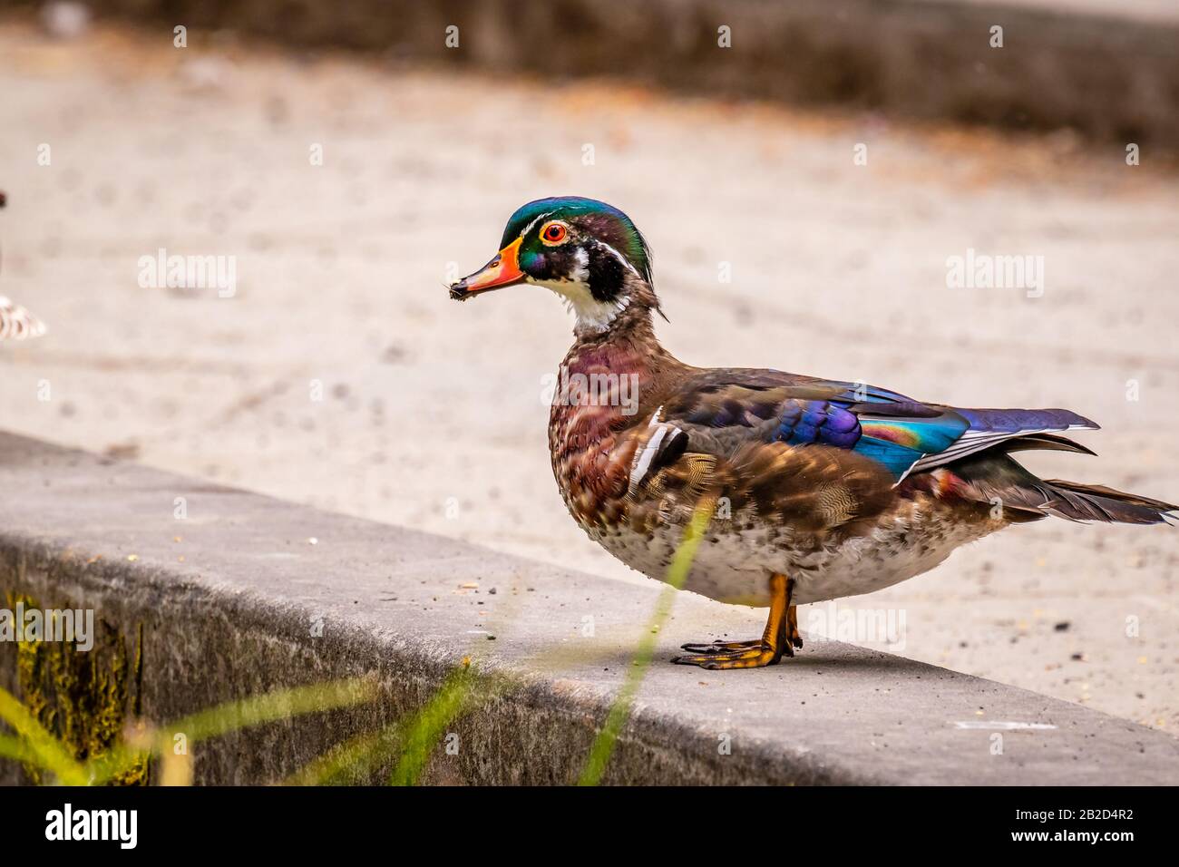 Male wood duck walks on dry land Stock Photo - Alamy