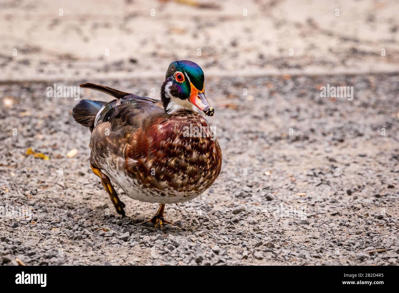 Male wood duck walks on dry land Stock Photo - Alamy