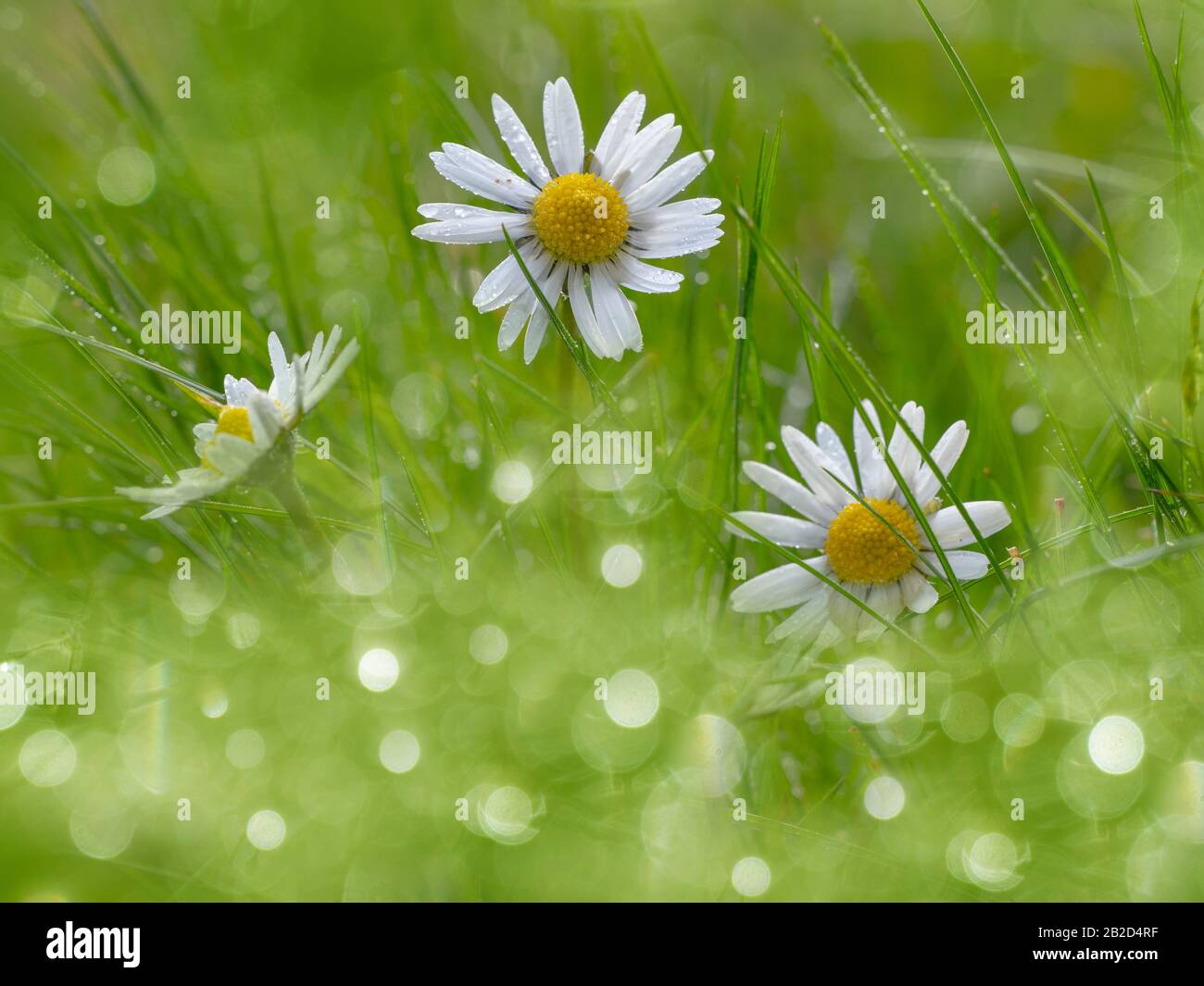 Buds daisy bellis hi-res stock photography and images - Alamy