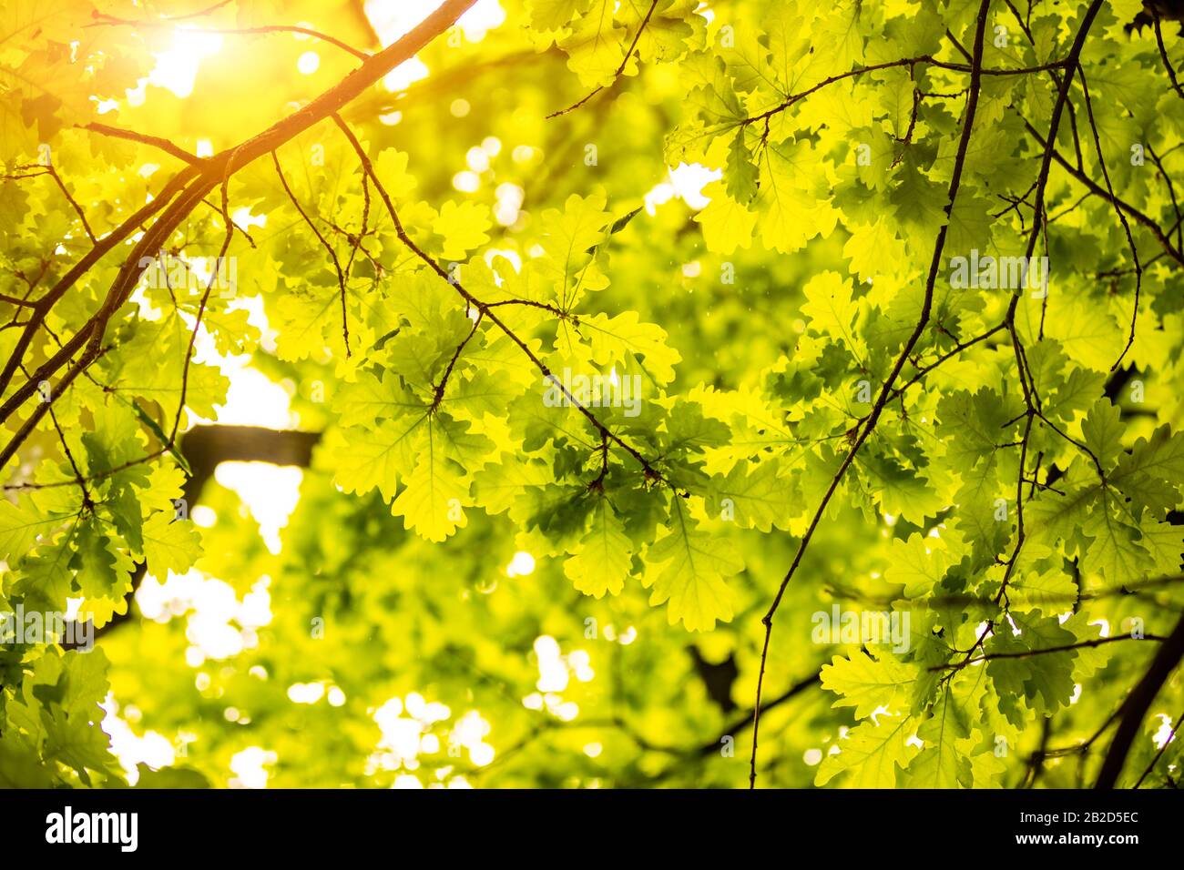 Bright Backgrounds Nature