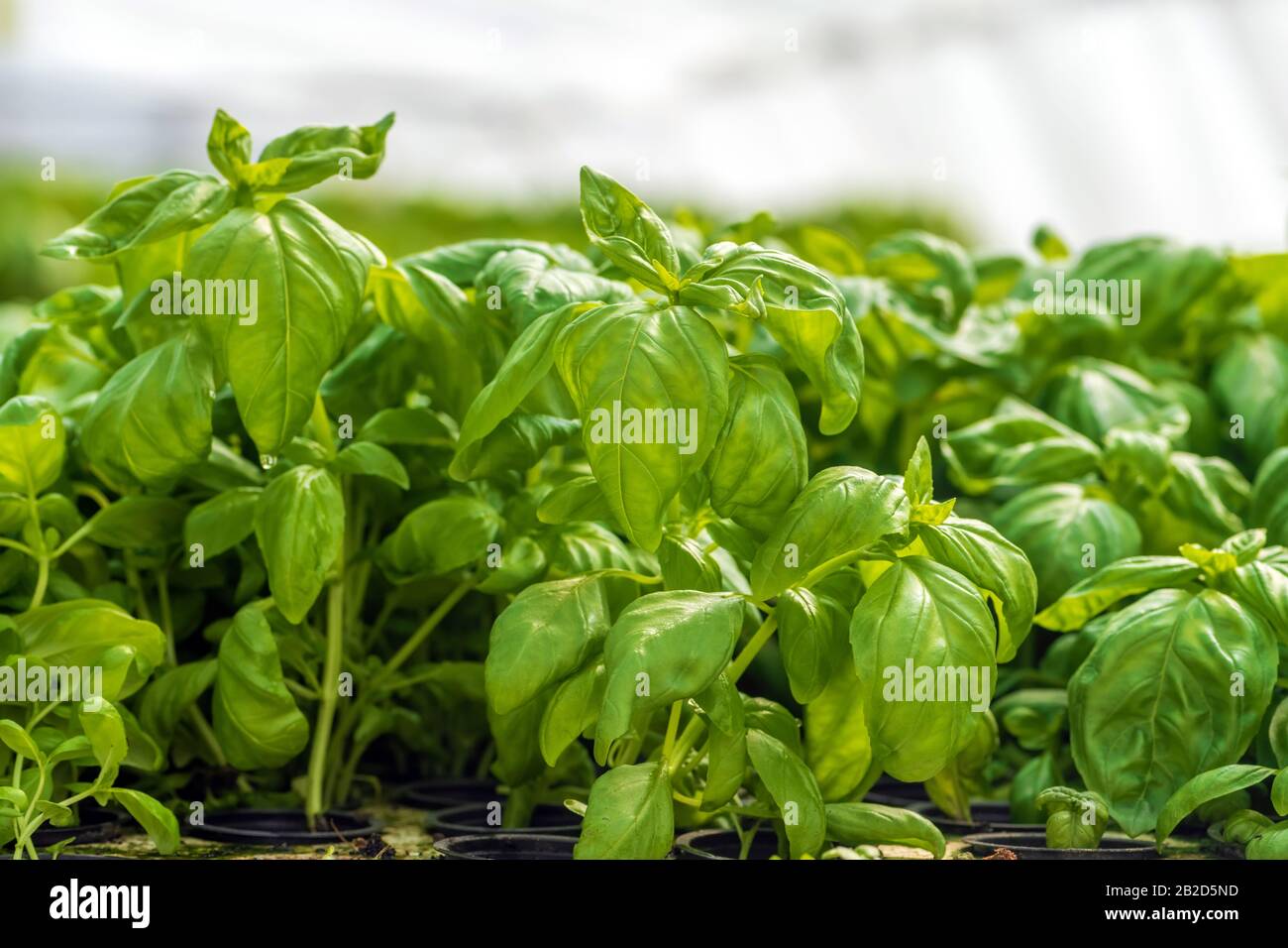 Frash basil leaves as nice natural food background. Fresh natural ...