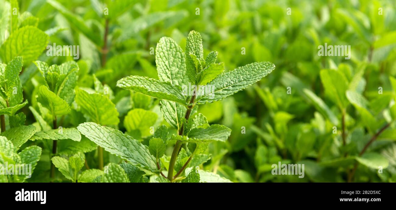 Green mint plant in growth at vegetable garden. Fresh natural organic ...
