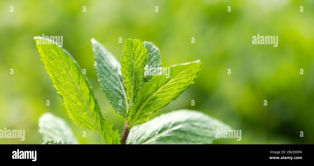 Green mint plant in growth at vegetable garden. Fresh natural organic ...