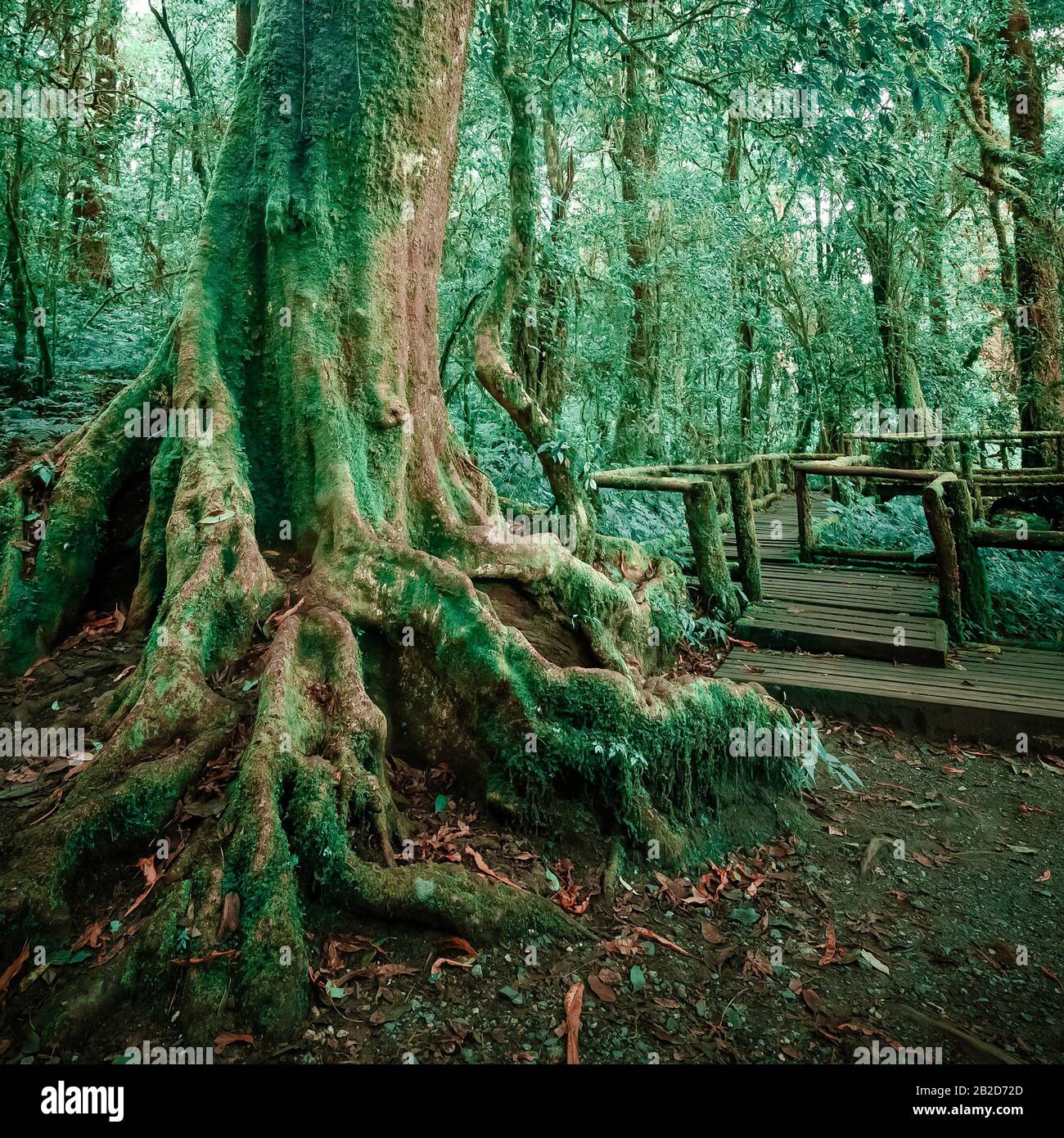 Big tree roots hi-res stock photography and images - Alamy