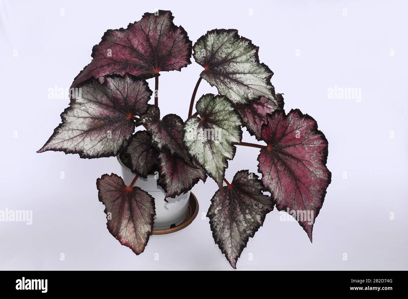 Fine flower begonia rex with the absraktny drawing on leaves on a white ...