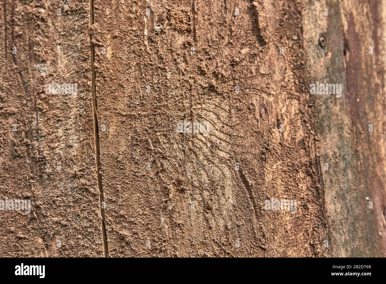 texture of tree bark decorated with patterns left over from the bark ...