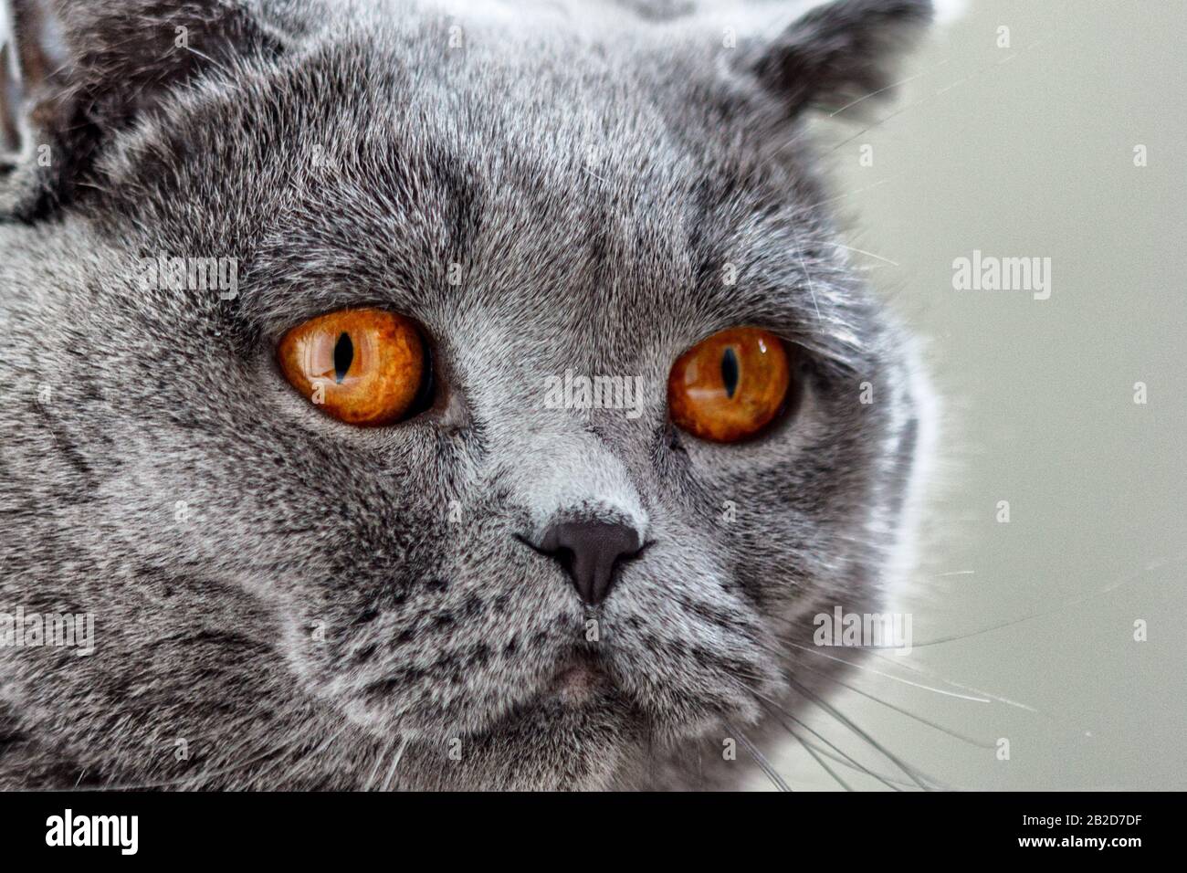 The Scottish Fold is a breed of domestic cat with a natural dominant ...