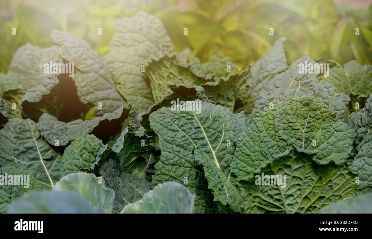 Fresh raw organic cabbage in the garden Stock Photo - Alamy