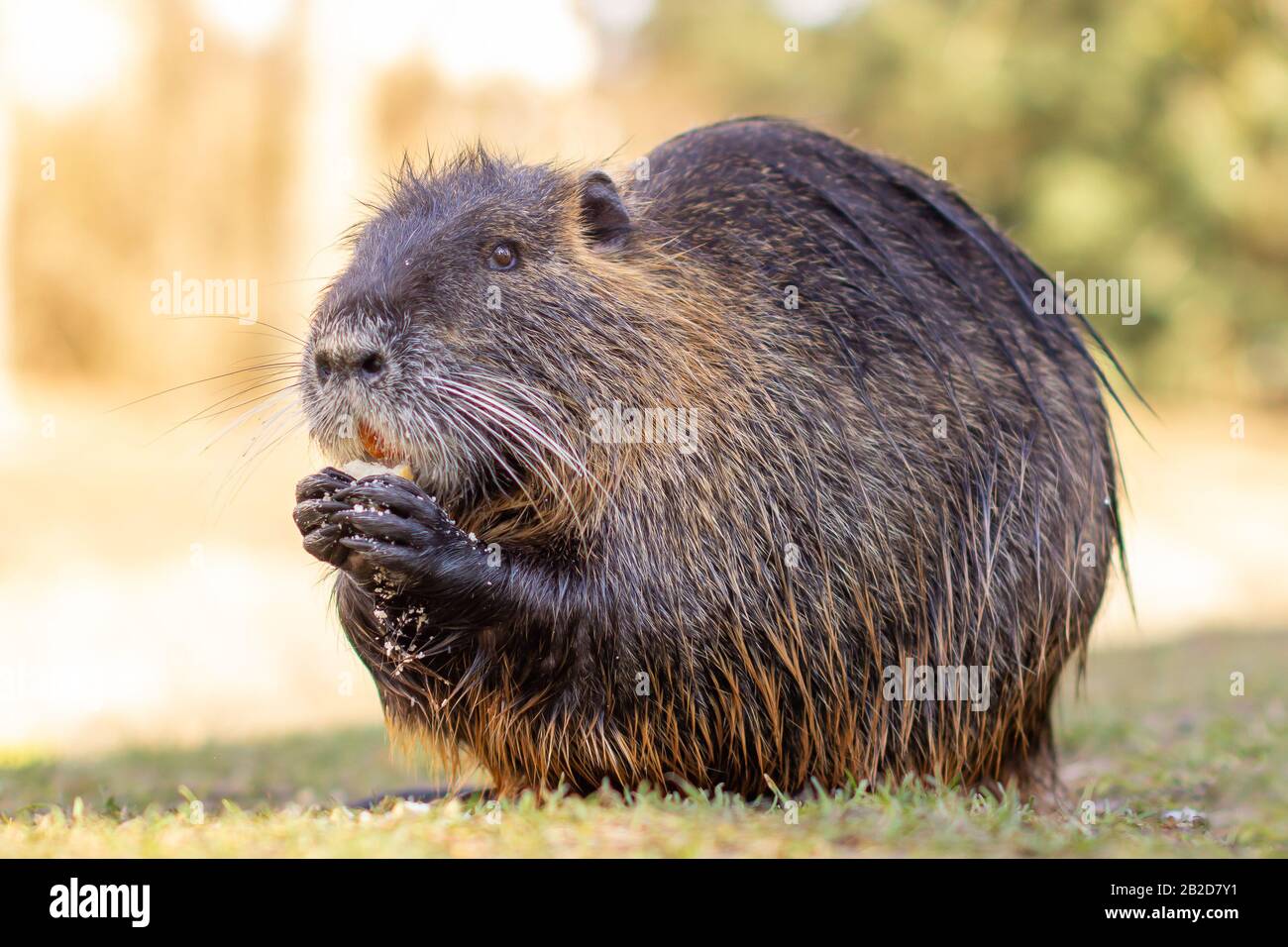 Rat teeth hi-res stock photography and images - Alamy