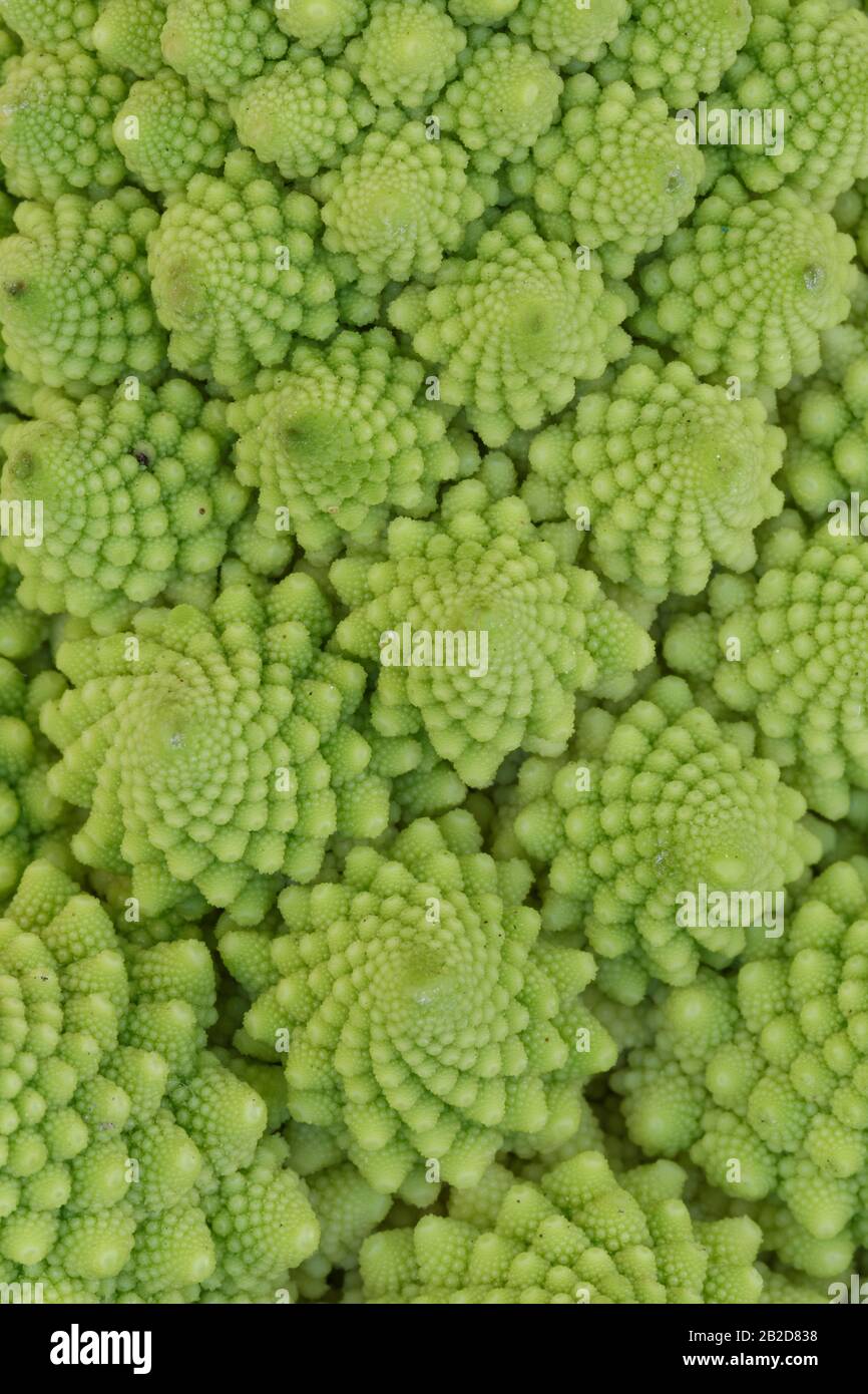 Close-up of natural fractals of Romanesco broccoli (or Roman ...