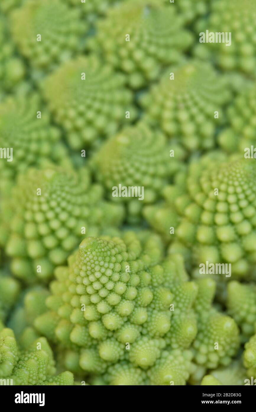 Close-up of natural fractals of Romanesco broccoli (also known as Roman ...
