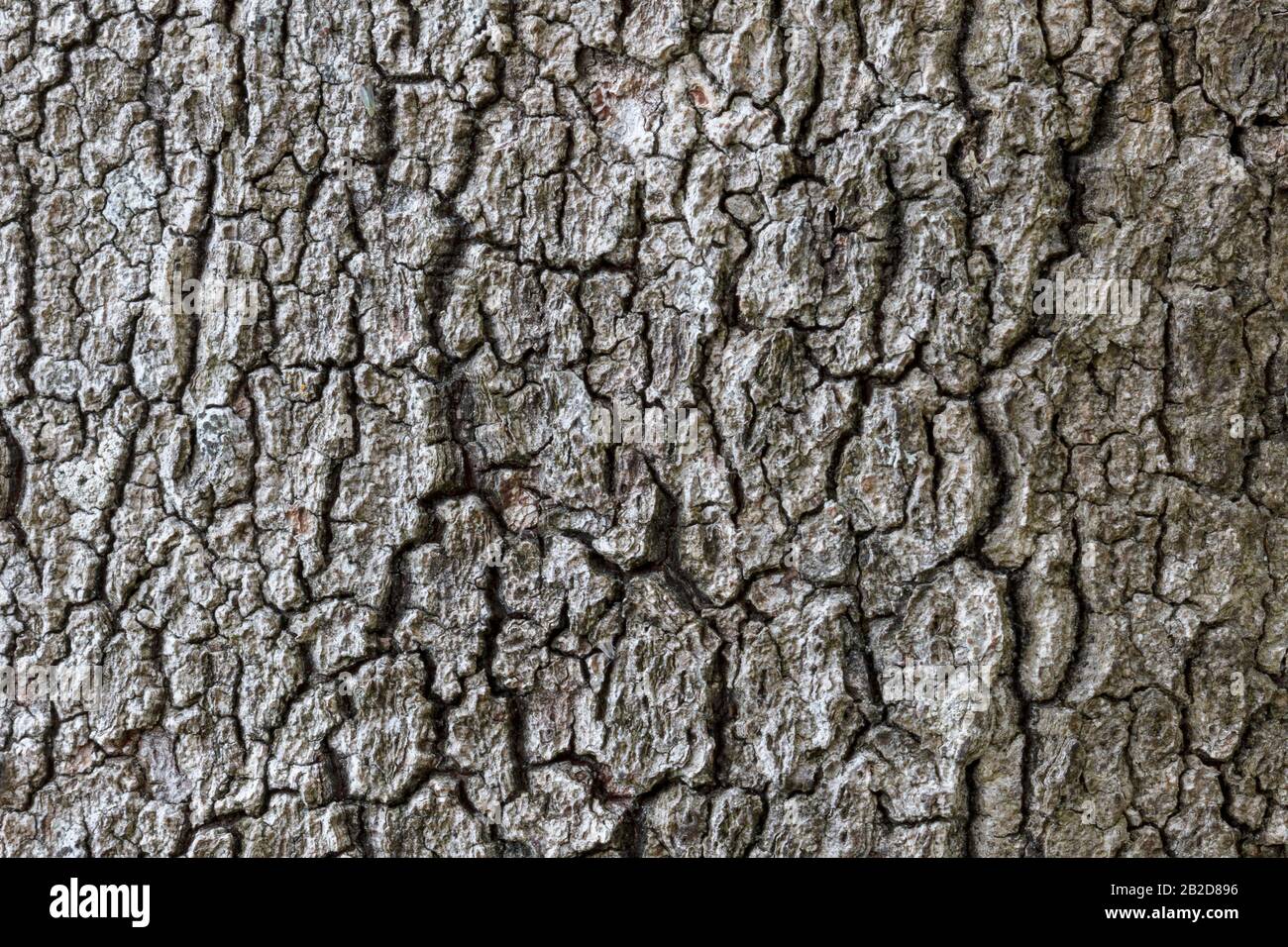 Close-up of an old, aged and cracked tree's bark texture. Abstract ...