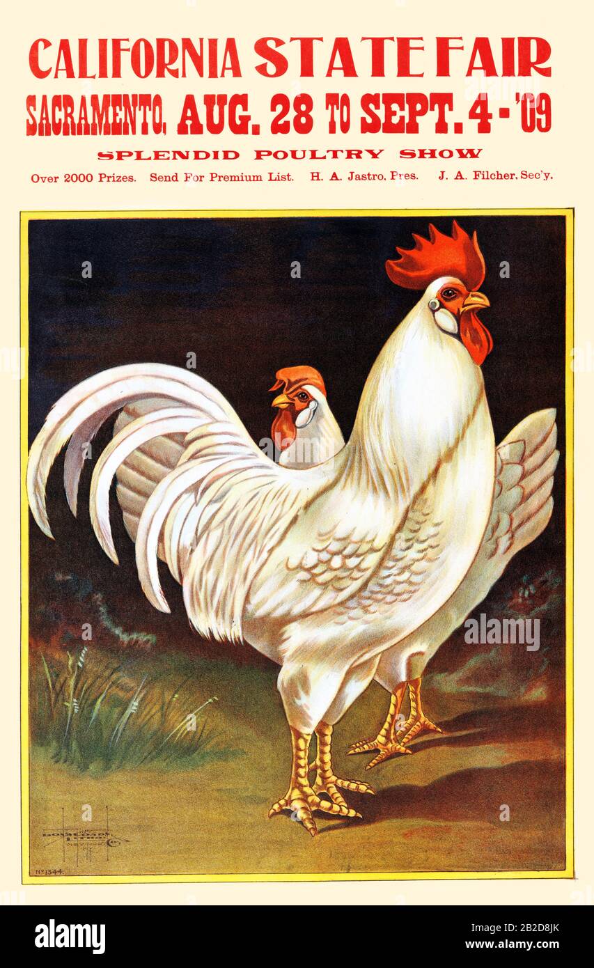 California State Fair 1909 - Chickens Stock Photo - Alamy