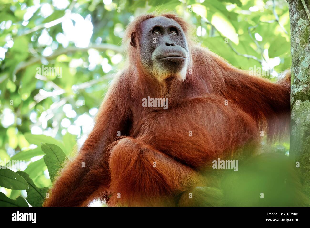 Female orangutan sitting at tree trunk and looks around against green ...
