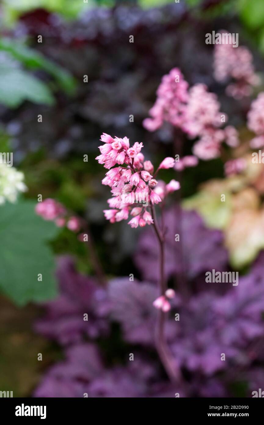 Heuchera 'Forever Purple' Stock Photo - Alamy