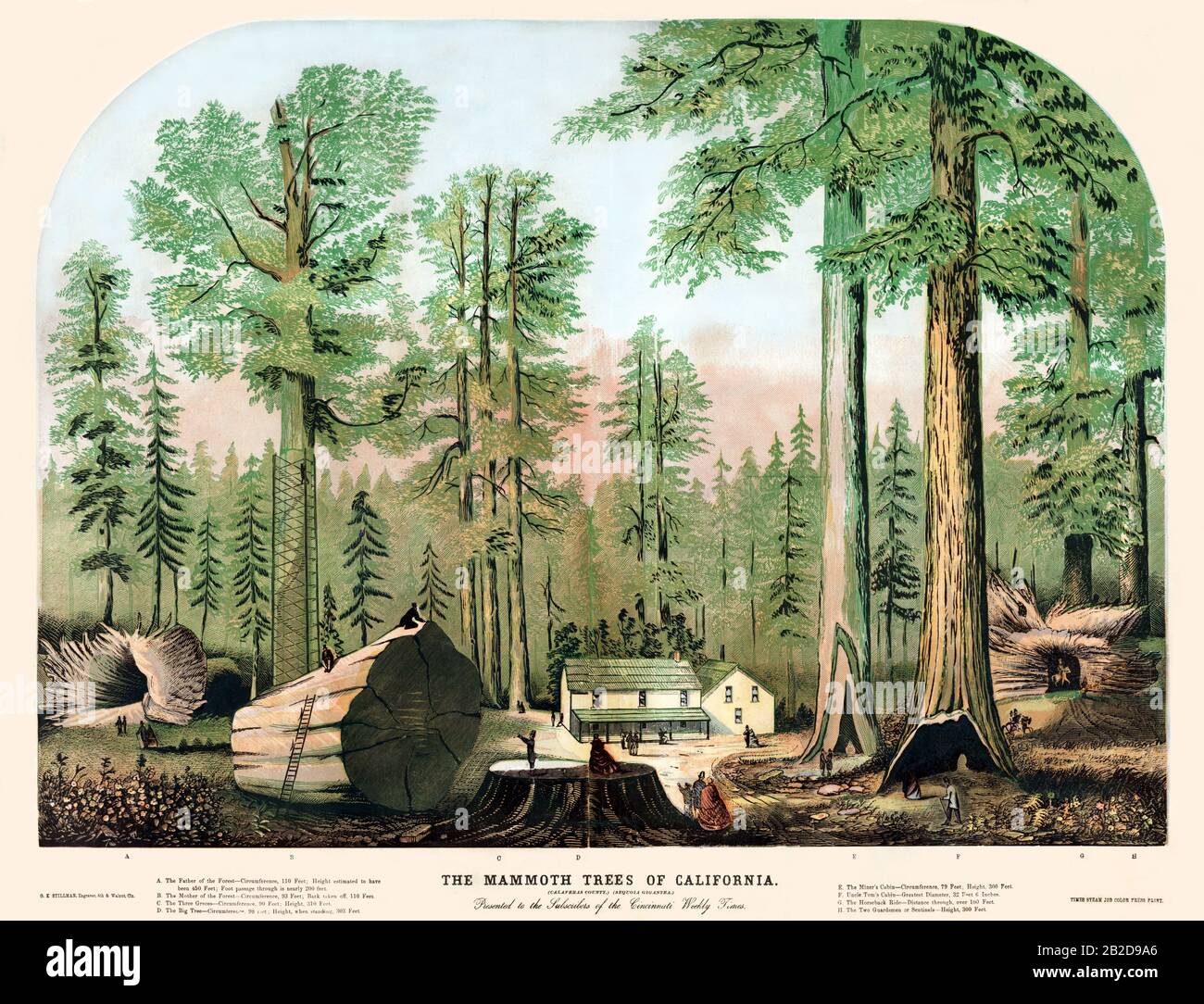 The mammoth trees of California Stock Photo - Alamy