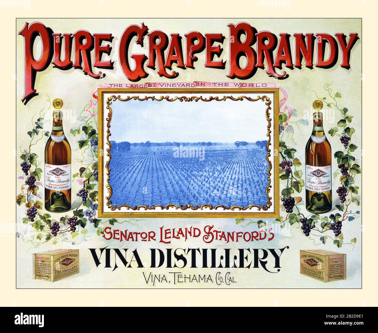 Pure Grape Brandy Stock Photo - Alamy