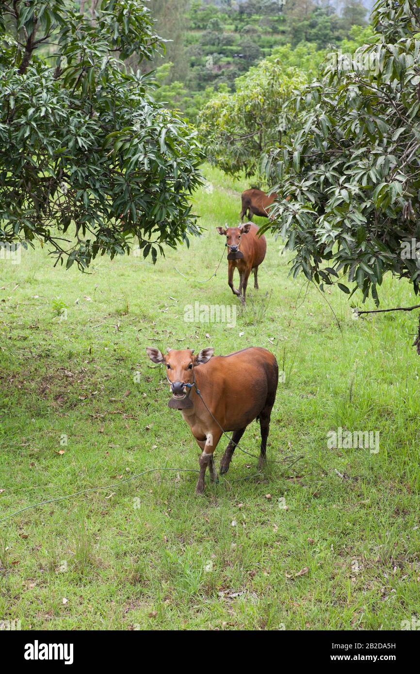 Balinese cattle hi-res stock photography and images - Alamy