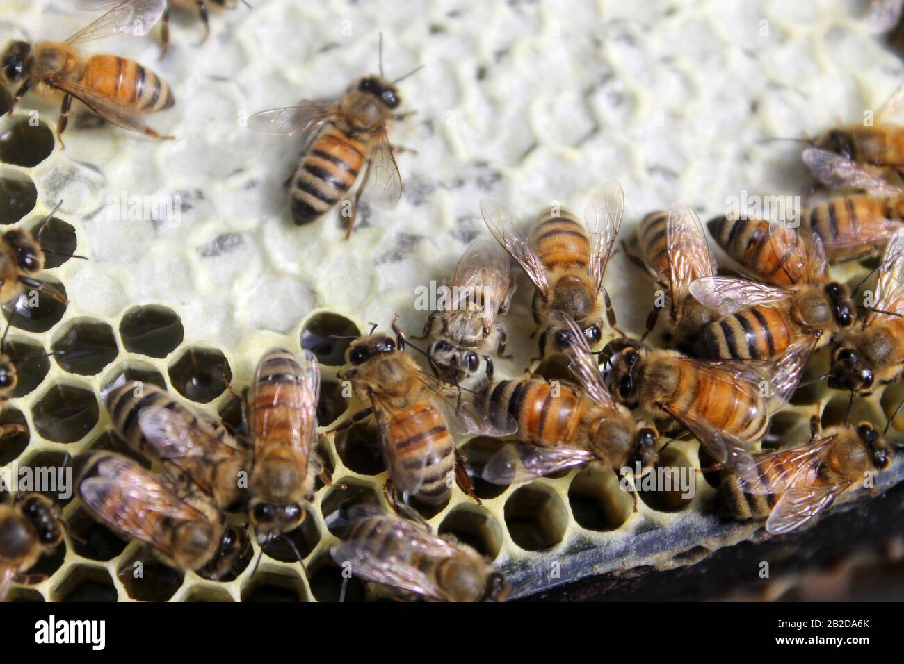 Bees on frame with capped honey and some nectar Stock Photo - Alamy