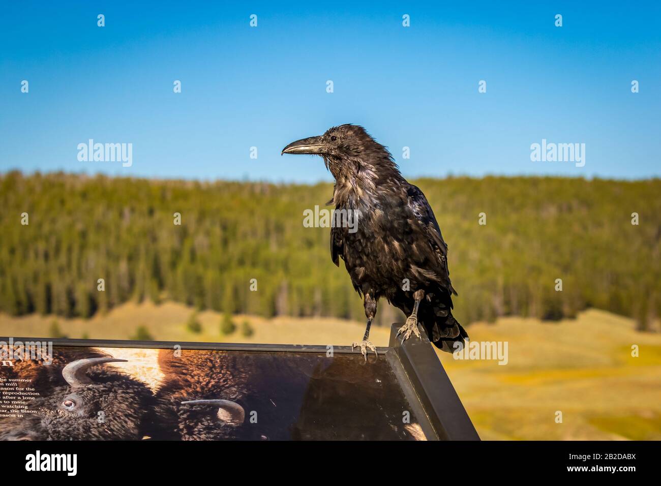 Raven standing hi-res stock photography and images - Alamy